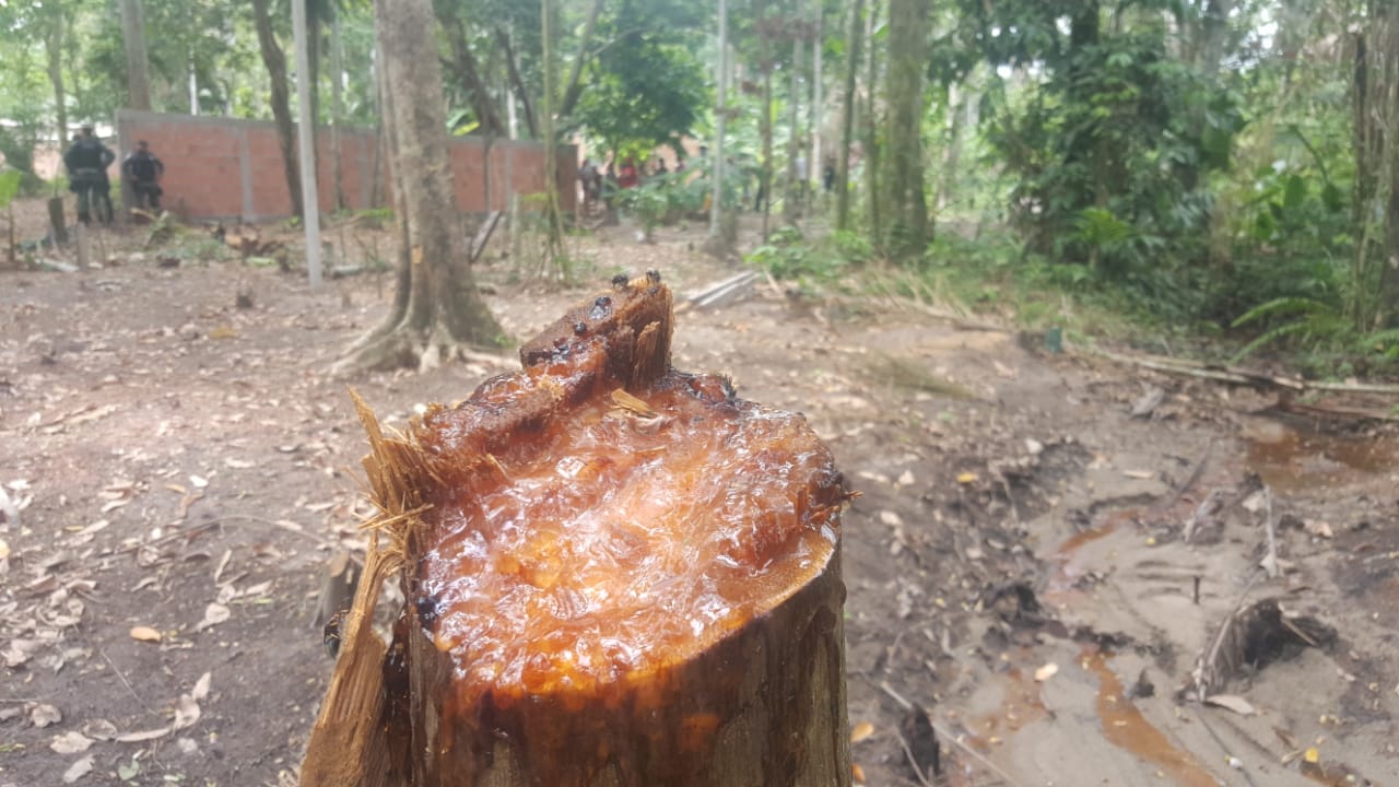 Invasores voltam à APP do Corredor do Mindu, no Conjunto Petros - Prefeitura Municipal de Manaus